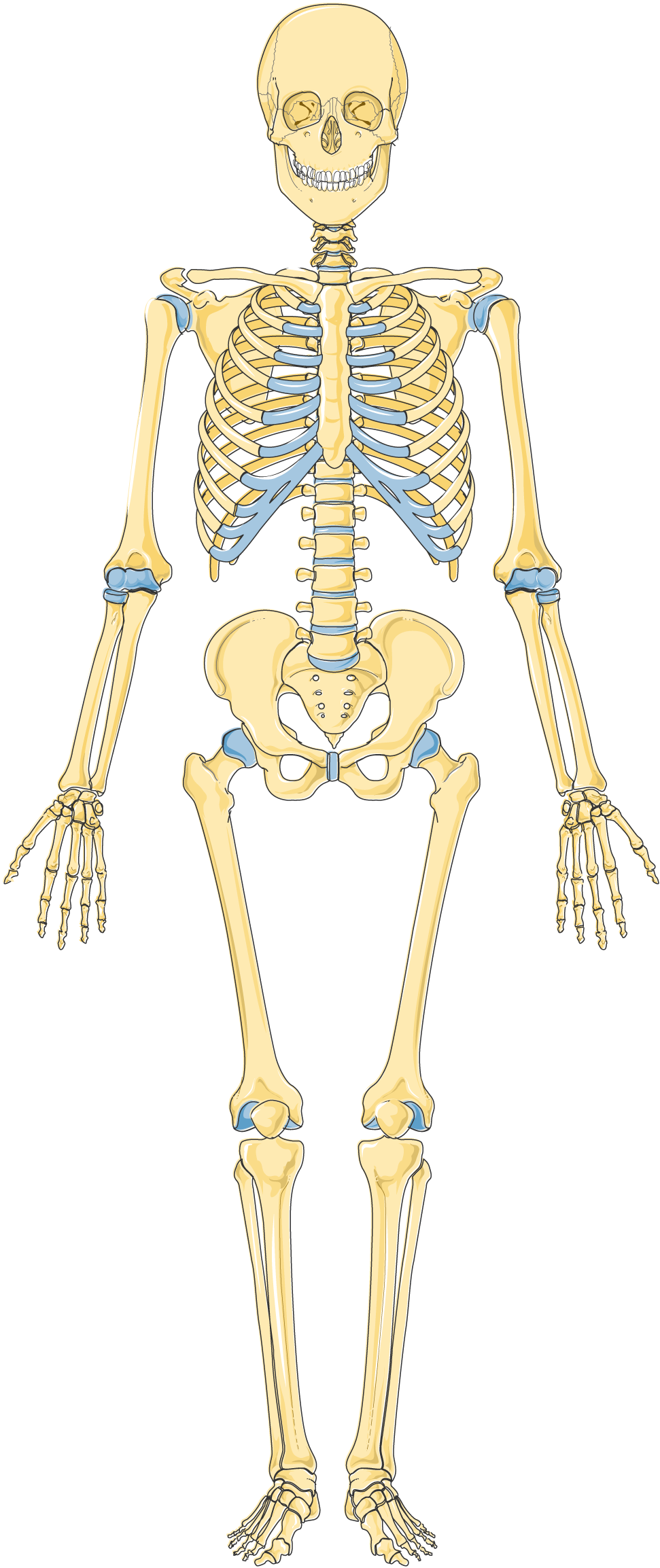 Servier Drawing Skeleton Anterior View No Labels AnatomyTOOL